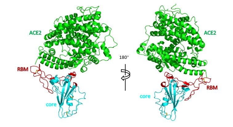 重磅 | 清华大学王新泉和张林琦课题组合作解析新冠病毒受体结合 区RBD与受体蛋白ACE2复合物的晶体结构